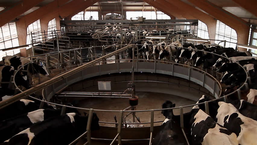 Automated Dairy Farm with Cow Stock Footage Video (100% Royalty-free ...