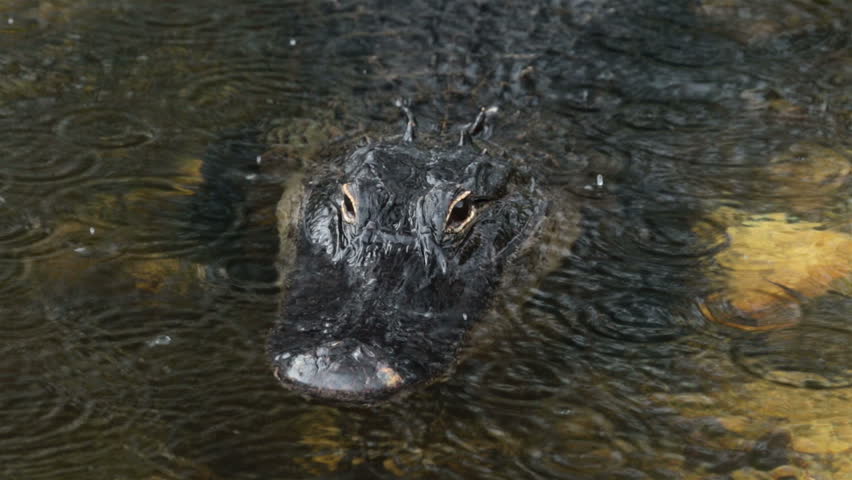 everglades national park american alligator rain Stock Footage Video ...