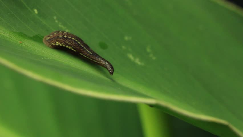 Leech Stock Footage. Leeches are Stock Footage Video (100% Royalty-free ...