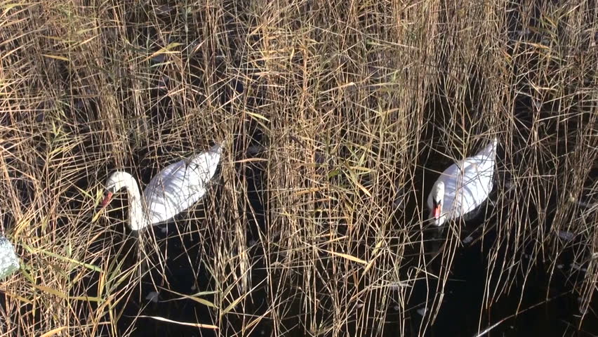 two white swans autumn lake reeds Stock Footage Video (100% Royalty ...