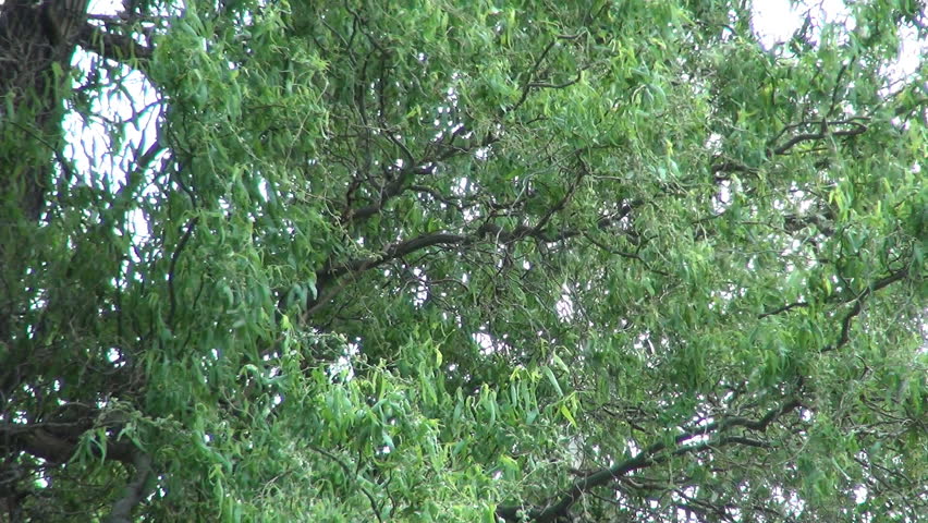 cotton floating air allergy caused by Stock Footage Video (100% Royalty ...