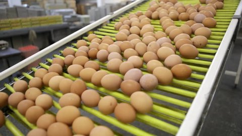 Egg Production Line Action On Chicken Stock Footage Video (100% Royalty ...