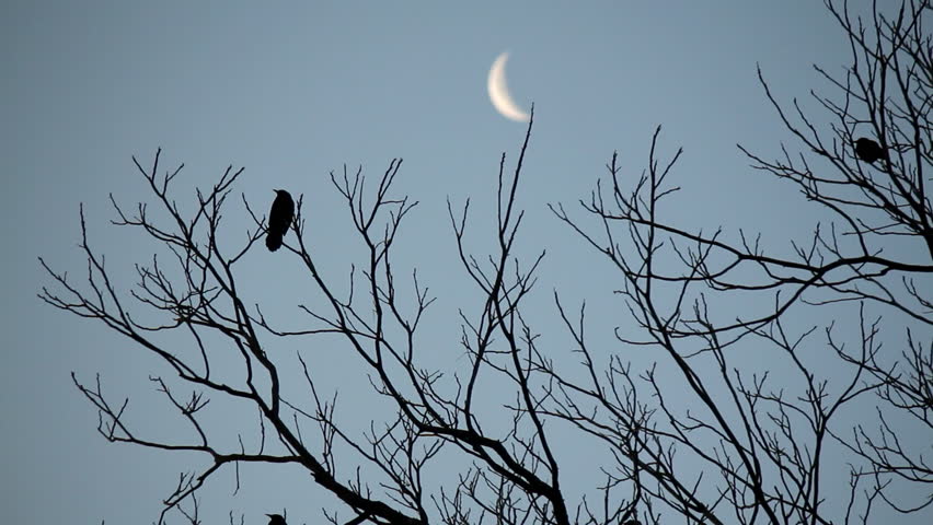 Black Birds in a Tree Stock Footage Video (100% Royalty-free) 5967584 ...