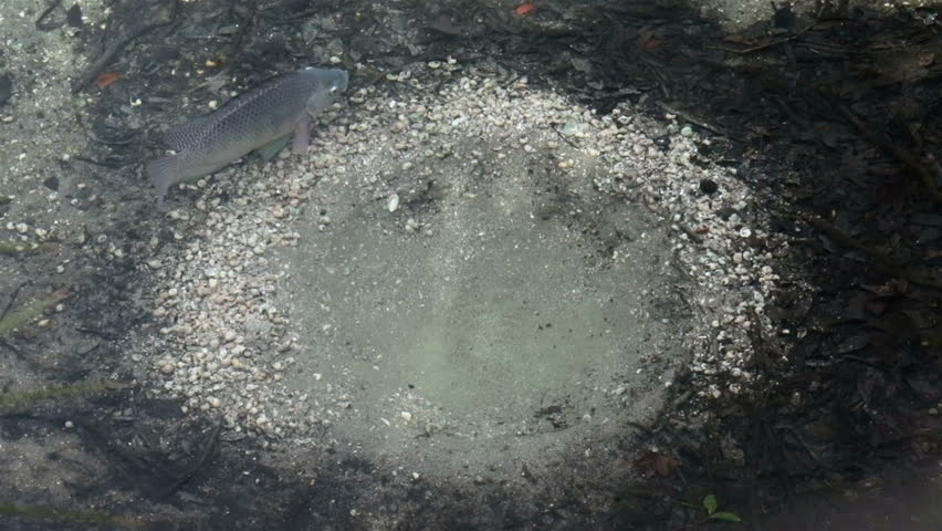 Fish Building Spawning Nest in Stock Footage Video (100% Royalty-free ...