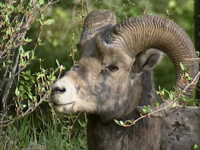 bighorn sheep ovis canadensis ram eating Stock Footage Video (100% ...