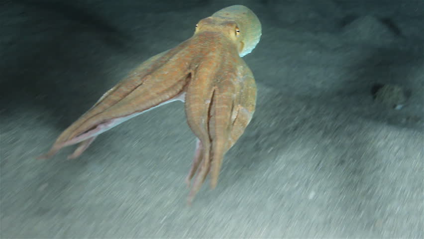 Octopus Vulgaris Using Jet Propulsion. Stock Footage Video (100% ...