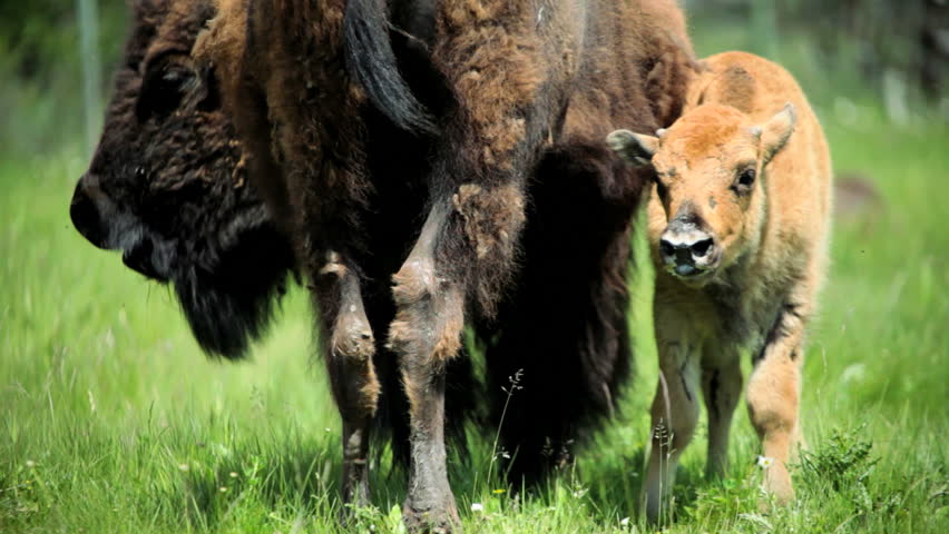 bison calf feeding female grasslands summer Stock Footage Video (100% ...