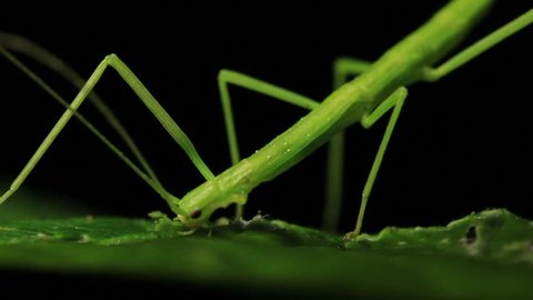 Stick Insect Eating Phasmatodea 2 5 Stock Footage Video (100% Royalty ...