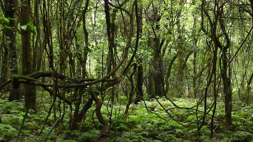 rainforest - australian landscape this rare Stock Footage Video (100% ...