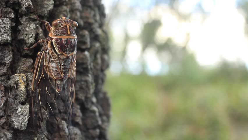 cicada on tree - double drummer Stock Footage Video (100% Royalty-free ...