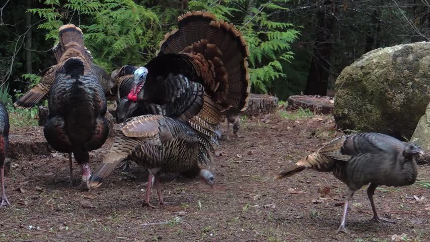 Hen and Tom Wild Turkeys Stock Footage Video (100% Royalty-free ...