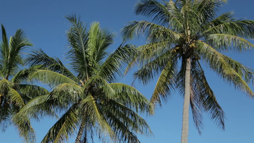 palm trees wave wind on tropical Stock Footage Video (100% Royalty-free ...