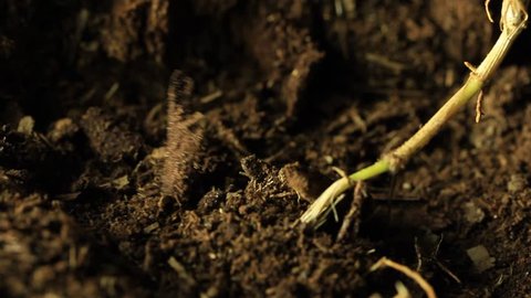 time lapse seed germination growing roots Stock Footage Video (100% ...