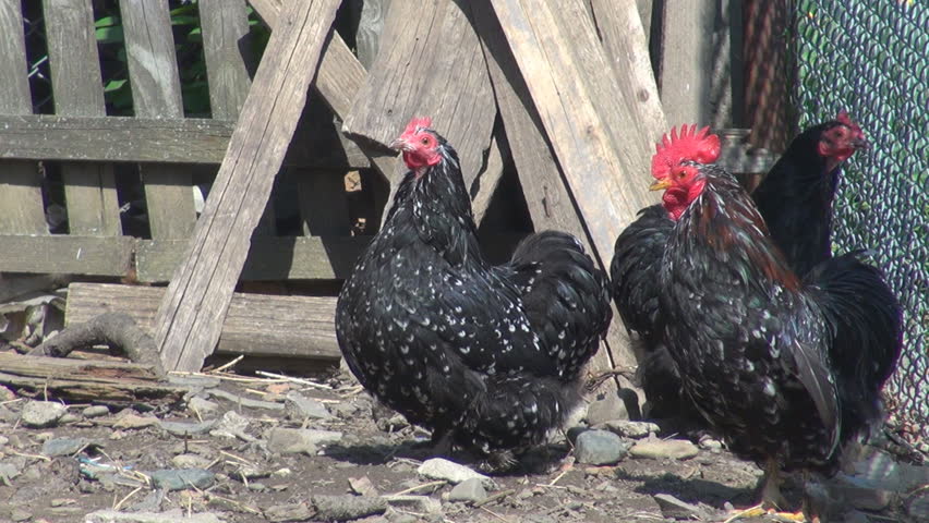 Chicken at Rustic Farm in Stock Footage Video (100% Royalty-free ...