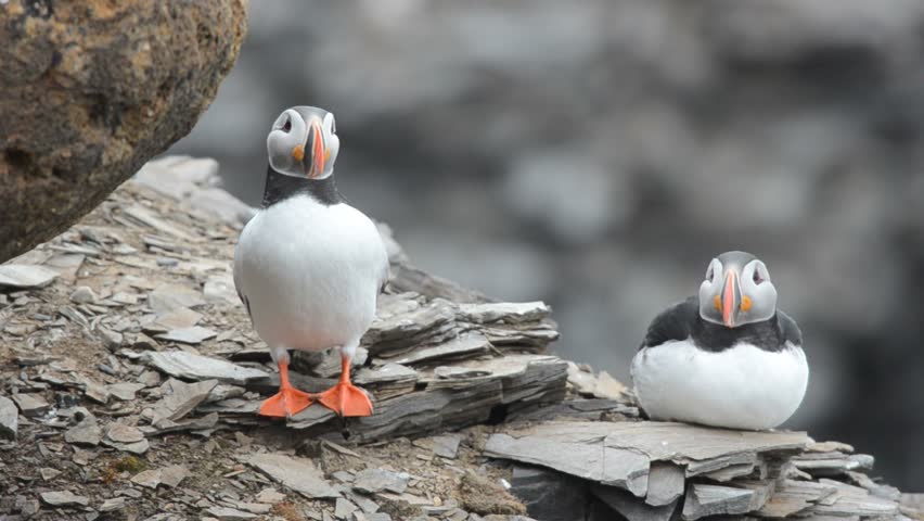 A Pair of Atlantic Puffins Stock Footage Video (100% Royalty-free ...