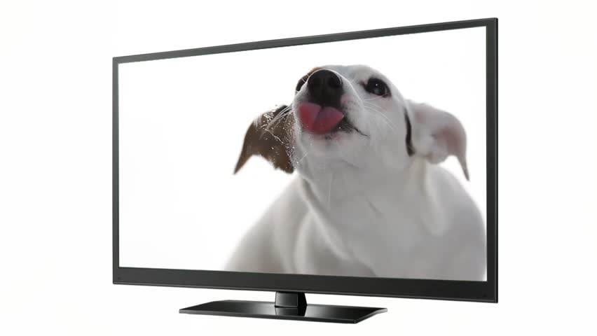 Dog Licking the Screen Stock Footage Video (100% Royalty-free) 6033620 ...