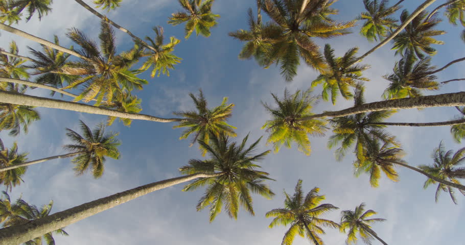 tall green brazilian coconut palm trees: วิดีโอสต็อก (ปลอดค่าลิขสิทธิ์ ...