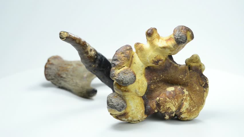 Reishi and Antler On a Stock Footage Video (100% Royalty-free) 6039296 ...