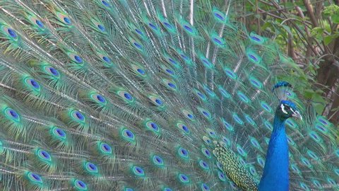 Close Detail Exotic Bird Elegant Blue Stock Footage Video (100% Royalty ...