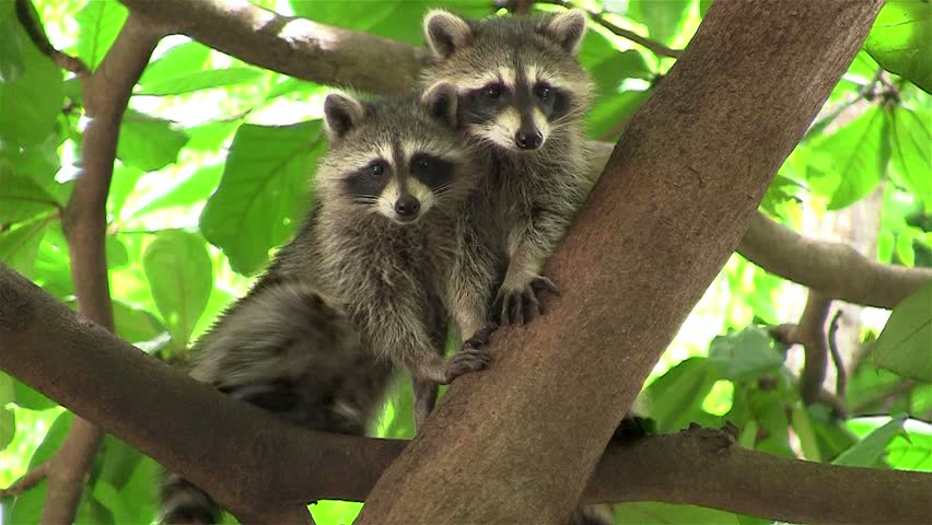 two raccoons adopt cute pose tree Stock Footage Video (100% Royalty ...