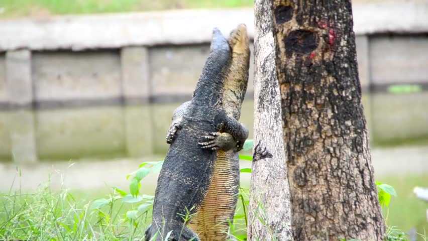 giant lizard monitor reptile mating hugging Stock Footage Video (100% ...