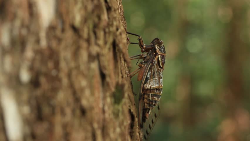 Greengrocer Cicada Stock Video Footage - 4K and HD Video Clips ...