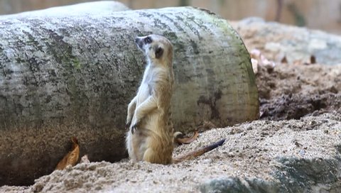 Meerkats Digging Food Stock Footage Video (100% Royalty-free) 6071291 ...