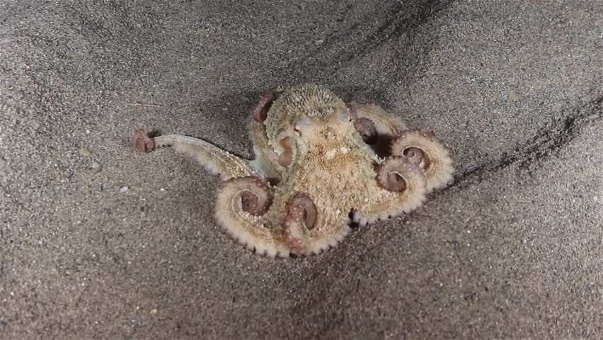 octopus vulgaris using jet propulsion shot Stock Footage Video (100% ...