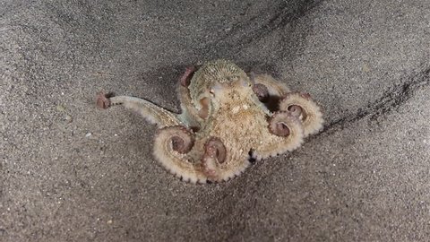 Octopus Vulgaris Using Jet Propulsion Shot Stock Footage Video (100% ...