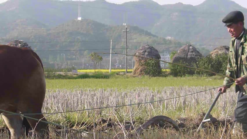farmer spring ploughing sow buffalo zhejiang Stock Footage Video (100% ...