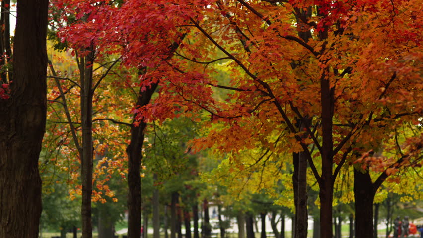 Medium Shot Trees in Fall Stock Footage Video (100% Royalty-free ...