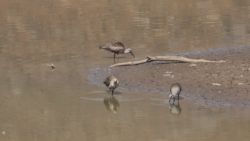shorebirds feeding mangroves Stock Footage Video (100% Royalty-free ...