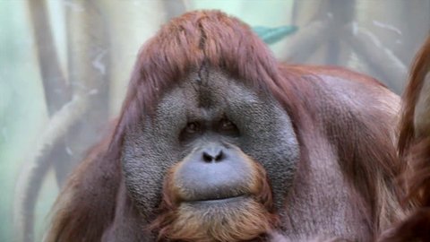 Expressive Lips Orangutan Male Great Ape Stock Footage Video (100% ...