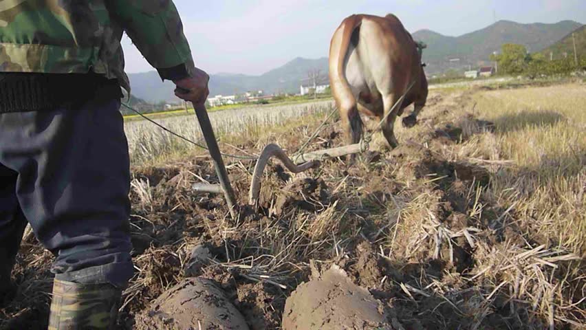 farmer spring ploughing sow buffalo Stock Footage Video (100% Royalty ...