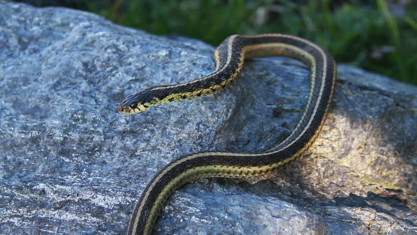 snake on rock Stock Footage Video (100% Royalty-free) 6115937 ...