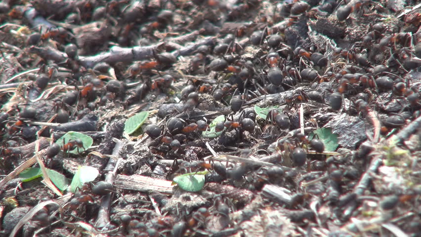 Ants Working Gathering Food for Stock Footage Video (100% Royalty-free ...
