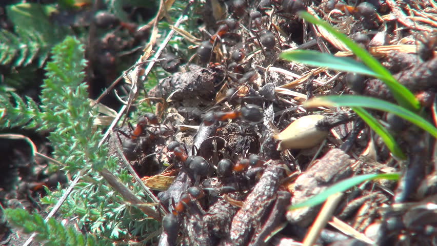 ants working gathering food winter ant Stock Footage Video (100% ...