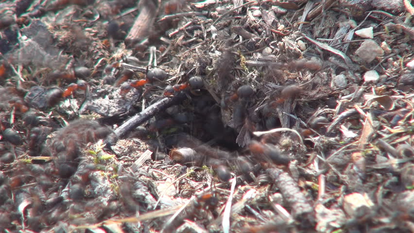 Ants Working Gathering Food for Stock Footage Video (100% Royalty-free ...