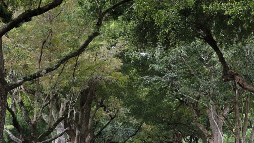 Neighborhood Tree Canopy Coral Gables Stock Footage Video (100% Royalty ...