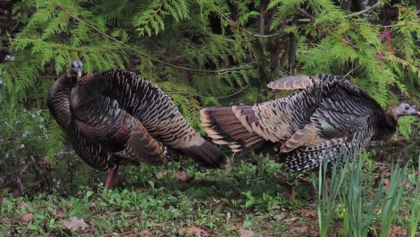 Hen Turkeys Preening and Grooming Stock Footage Video (100% Royalty ...
