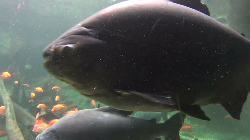 School of Large Pacu Fish Stock Footage Video (100% Royalty-free ...
