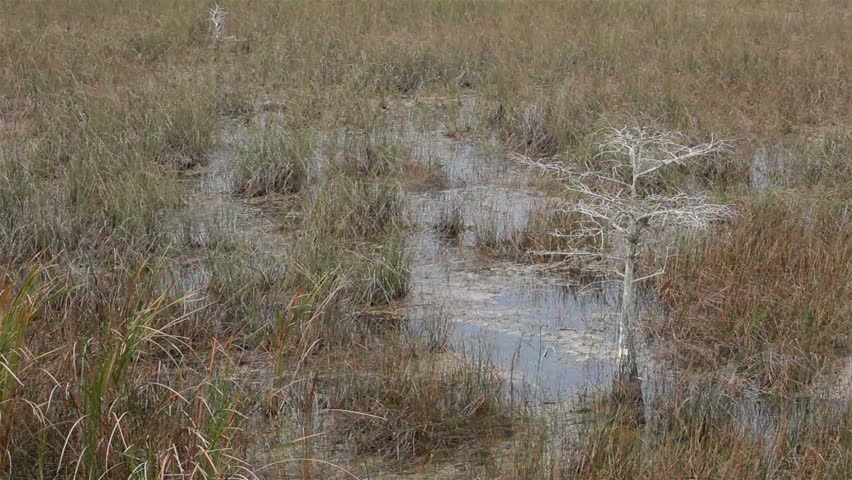 Everglades National Park Sawgrass Stunted Stock Footage Video (100% ...