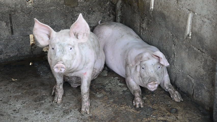 Hungry Pigs Stock Footage Video (100% Royalty-free) 6138164 | Shutterstock