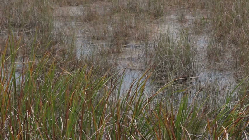everglades national park sawgrass swamp natural Stock Footage Video ...