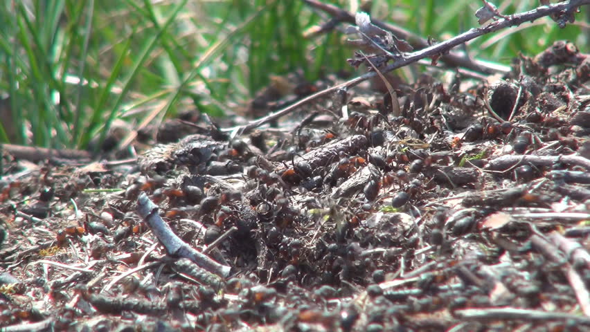 Ants Working Gathering Food for Stock Footage Video (100% Royalty-free ...
