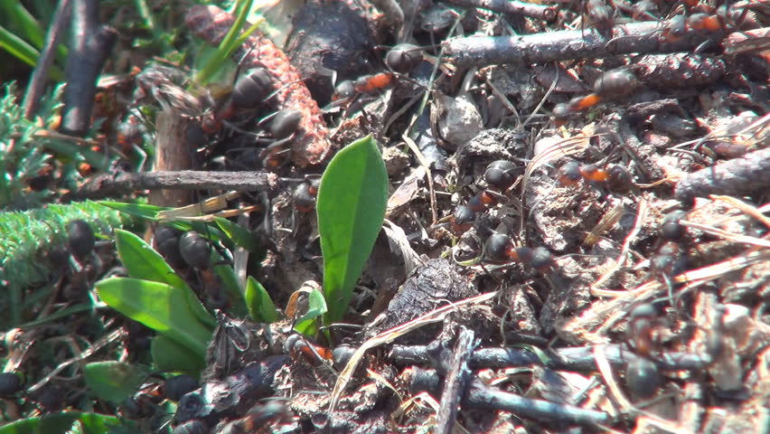 ants working gathering food winter ant Stock Footage Video (100% ...