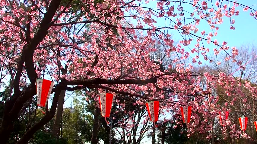 tokyo japan - march 24 cherry Stock Footage Video (100% Royalty-free ...
