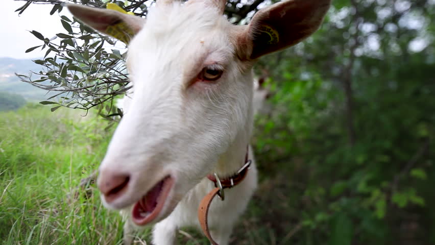 two goats eating bushes looking camera Stock Footage Video (100% ...