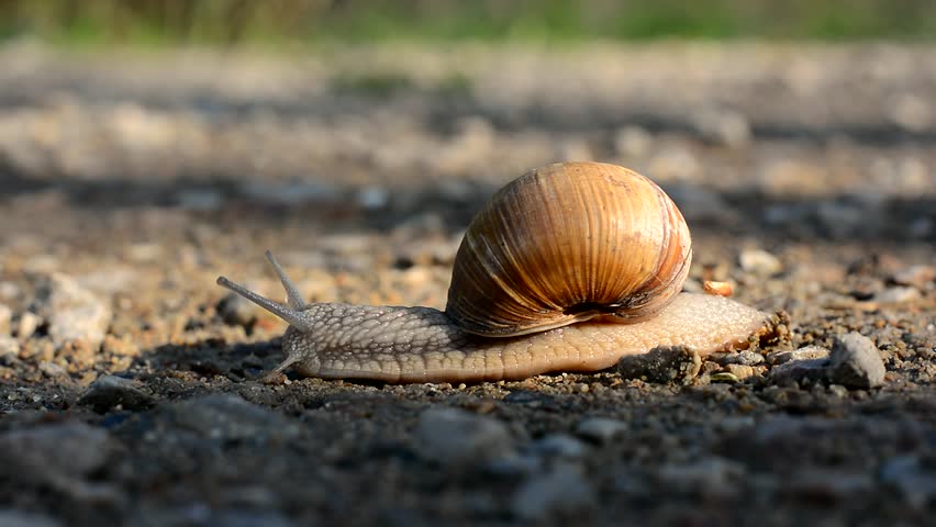 snail fast crawling along ground Stock Footage Video (100% Royalty-free ...