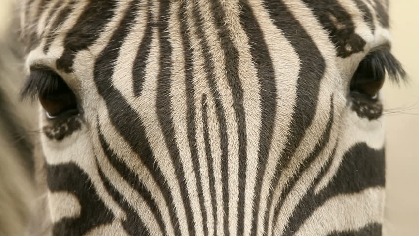 Close up of the Zebra Stock Footage Video (100% Royalty-free) 6155351 ...